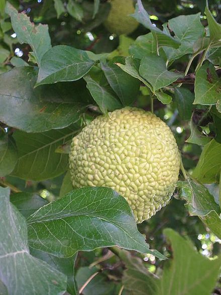 Hedge Apples - Nature Guys