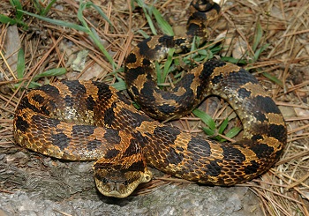 Hognose Snakes can Dig - Nature Guys